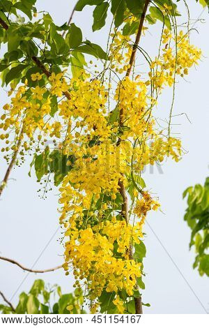 Ratchaphruek National Image & Photo (Free Trial) | Bigstock