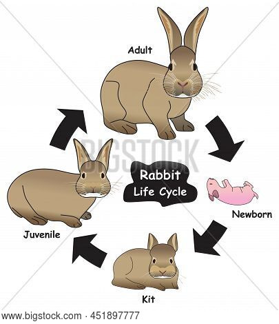Rabbit Life Cycle Vector & Photo (Free Trial) | Bigstock