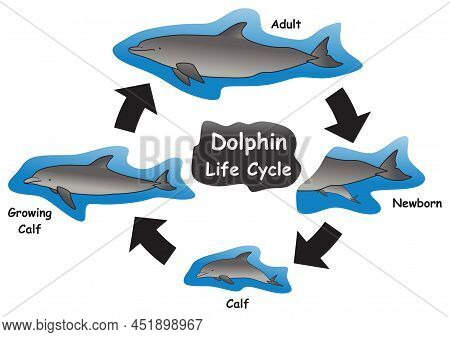 Dolphin Life Cycle Vector & Photo (Free Trial) | Bigstock