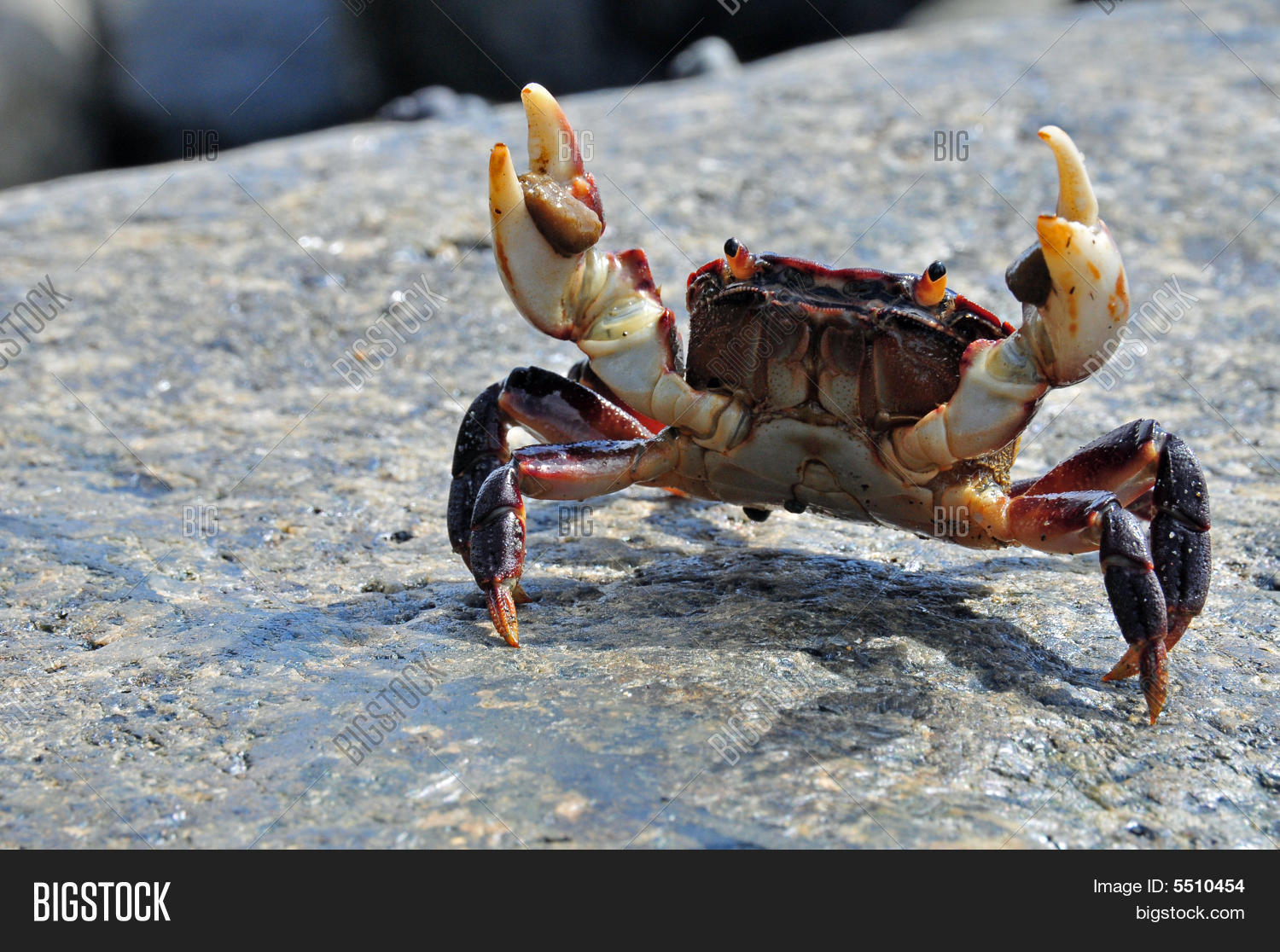 Baby Dungeness Crab Image & Photo (Free Trial) | Bigstock