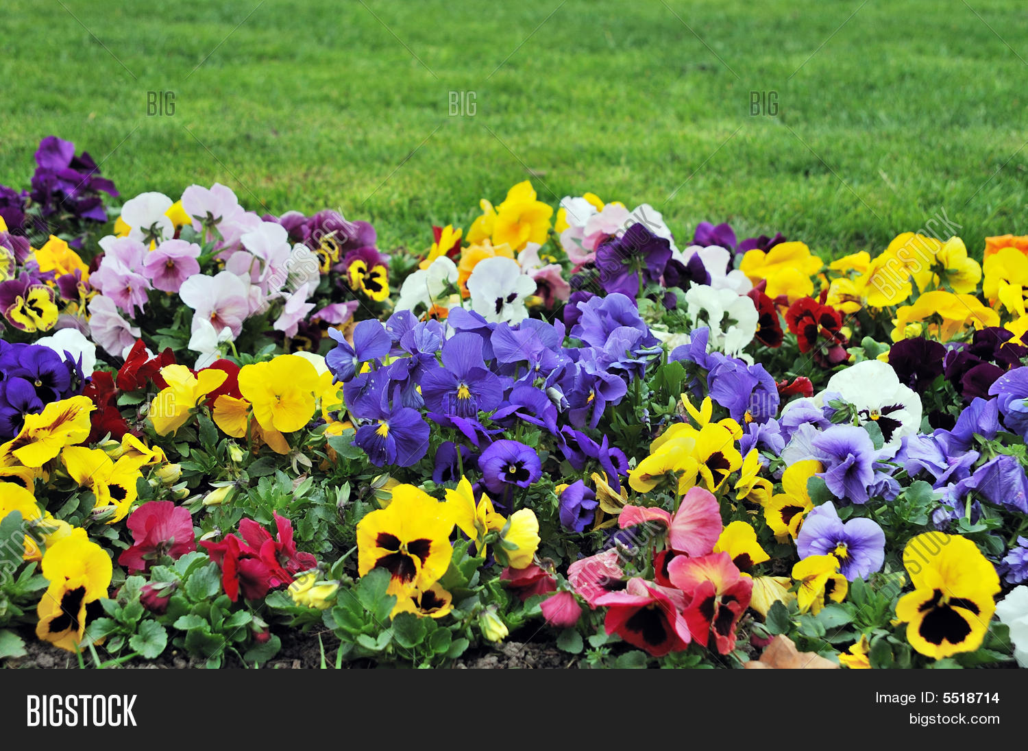 Rainbow Flowerbed Image & Photo (Free Trial) | Bigstock