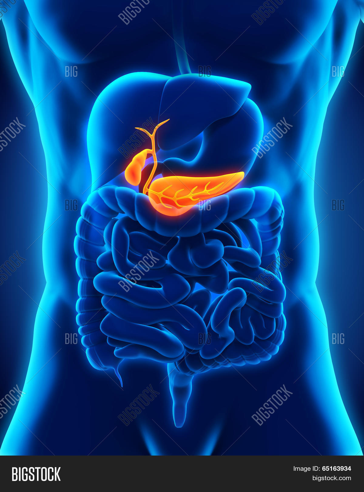 Human Gallbladder Image & Photo (Free Trial) | Bigstock