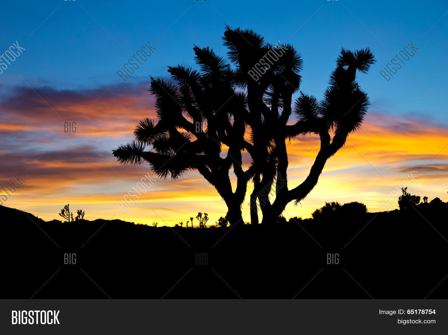 Joshua Tree Silhouette Image & Photo (Free Trial) | Bigstock