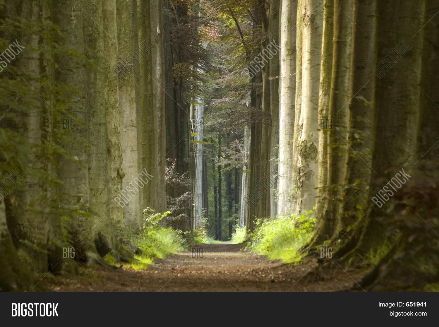 Nature Pathway Image & Photo (Free Trial) | Bigstock