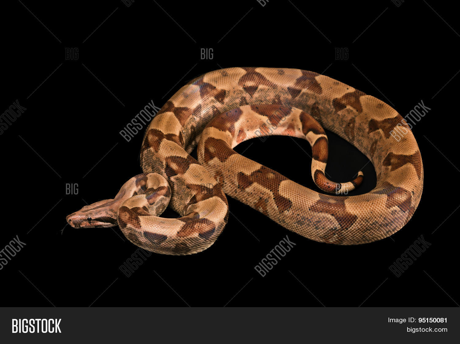 Boa Constrictors Image & Photo (Free Trial) | Bigstock