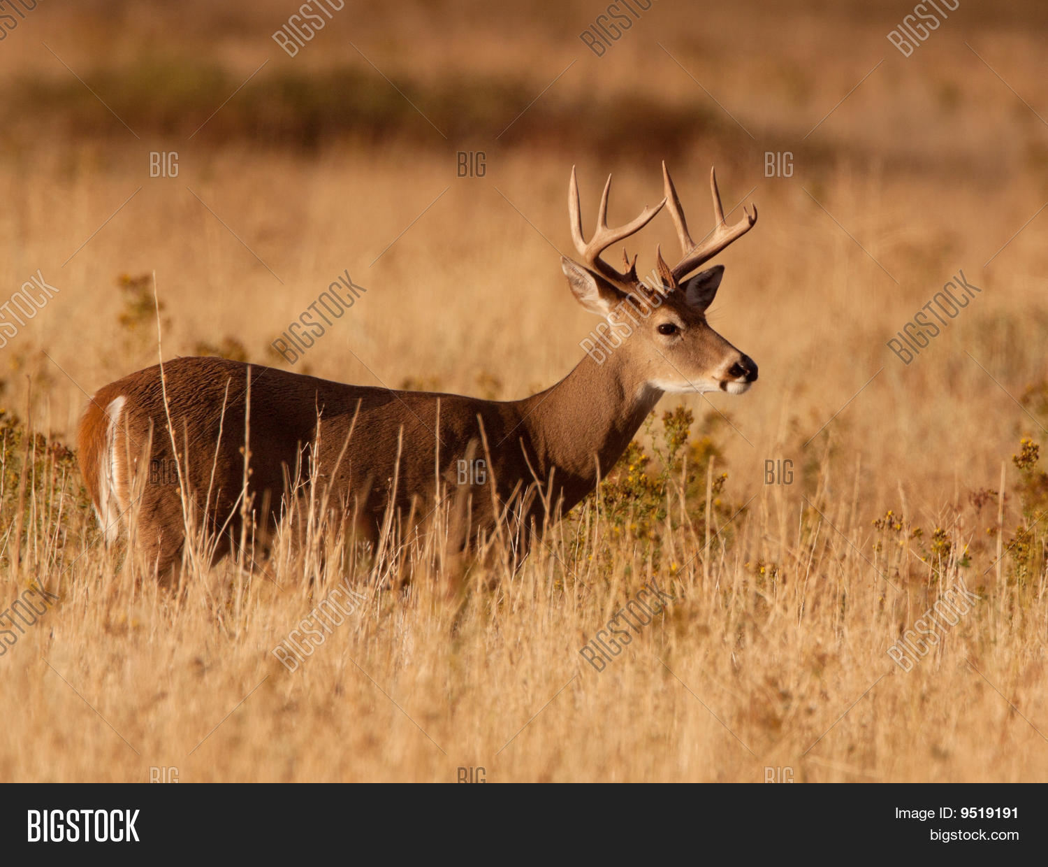 Whitetail Buck Grass Image & Photo (Free Trial) | Bigstock