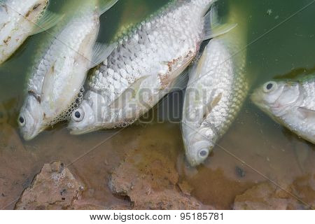 Dead Fish Floated Image & Photo (Free Trial) | Bigstock