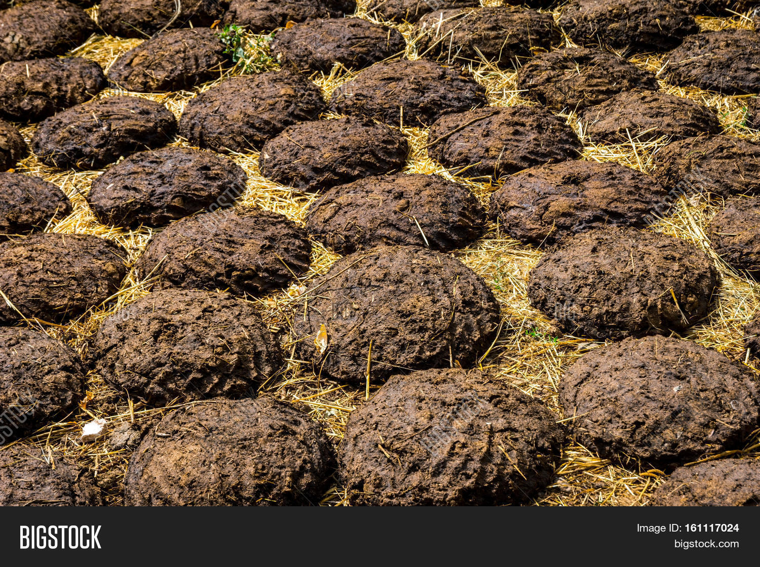 Drying Faeces Be Used Image & Photo (Free Trial) | Bigstock