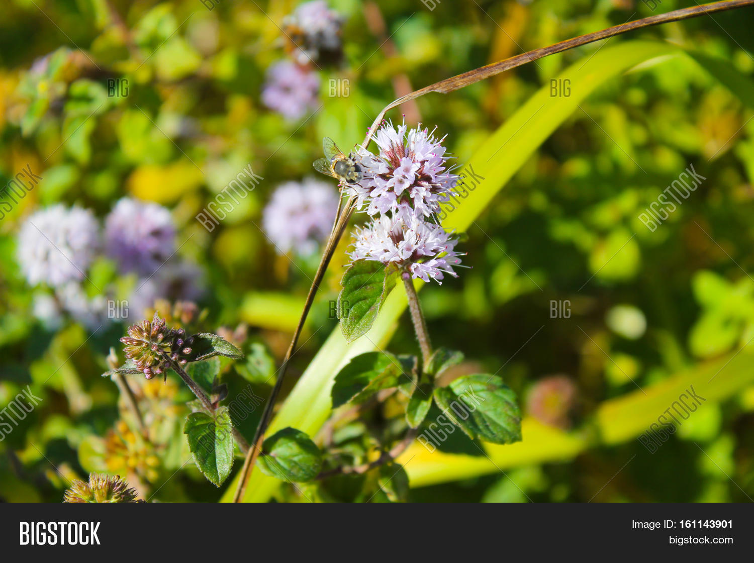 Wild Mint Flowers Image & Photo (Free Trial) | Bigstock