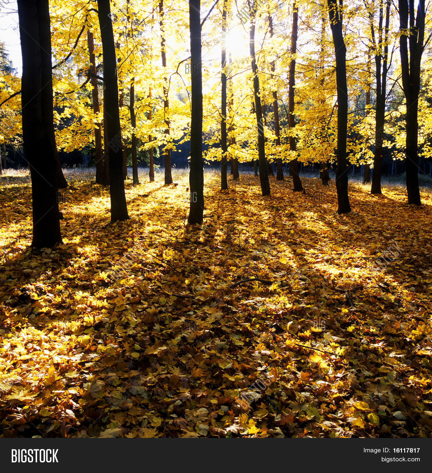 Forest Autumn, Czech Image & Photo (Free Trial) | Bigstock