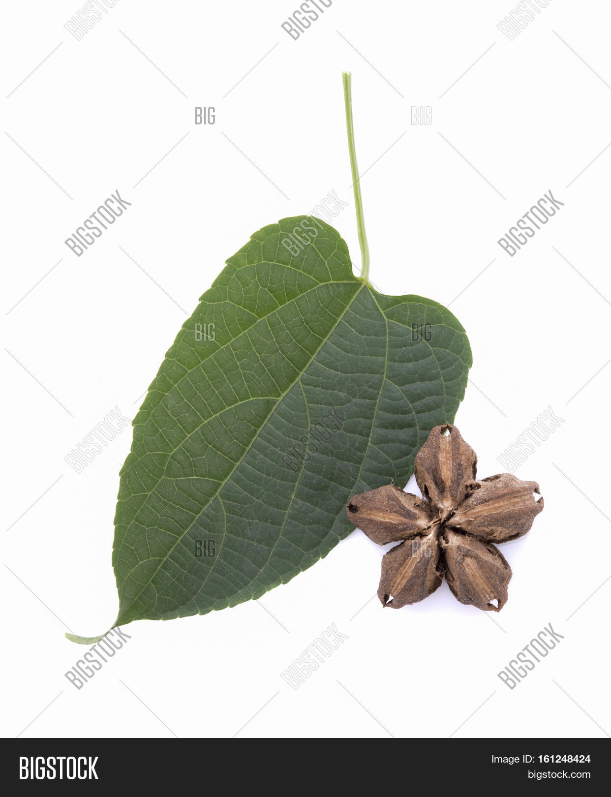 Tree Trunks Sacha Image & Photo (Free Trial) | Bigstock