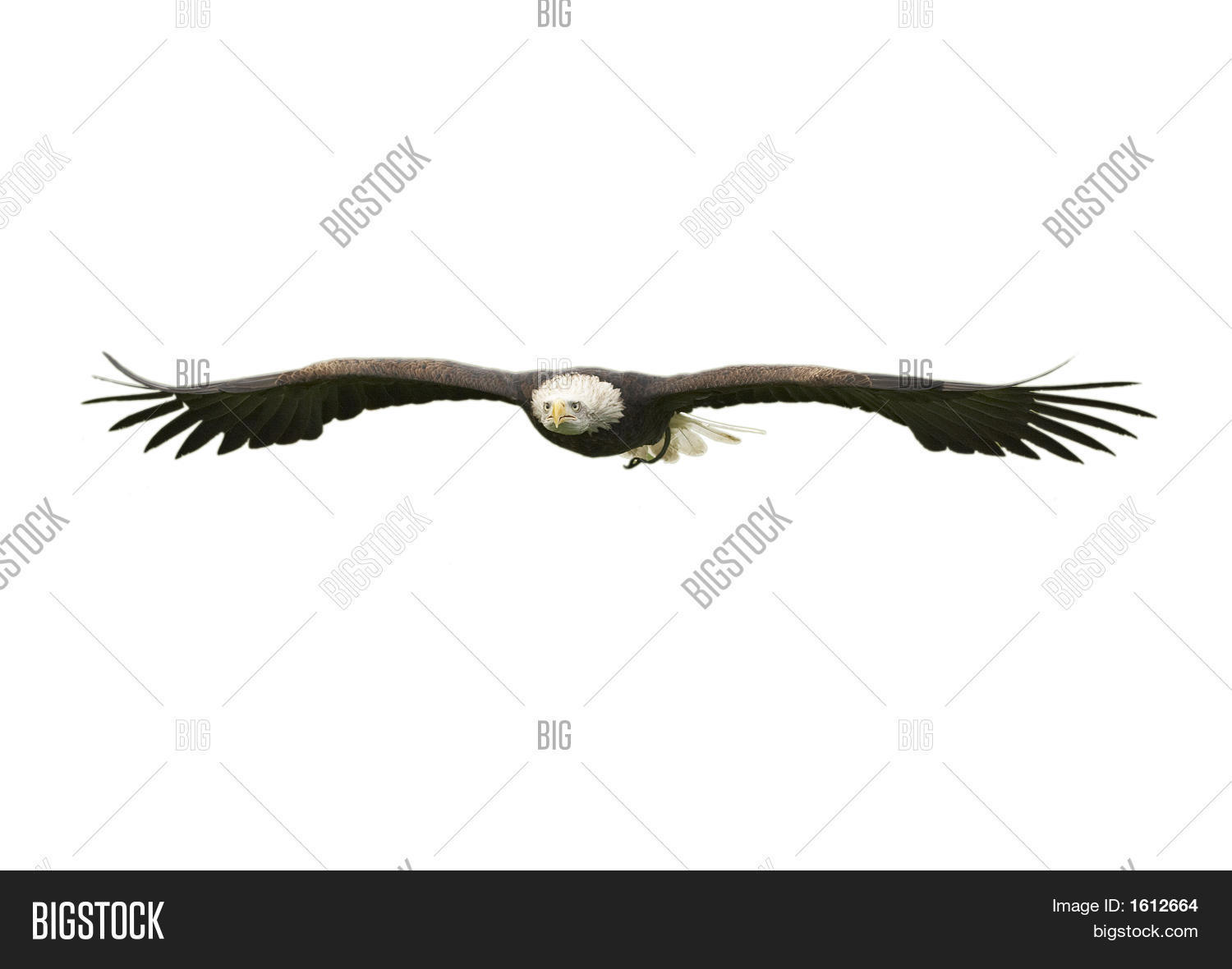 Bald Eagle Cut Out Image & Photo (Free Trial) | Bigstock Bald Eagle Cut Out Image & Photo (Free Trial) | Bigstock
