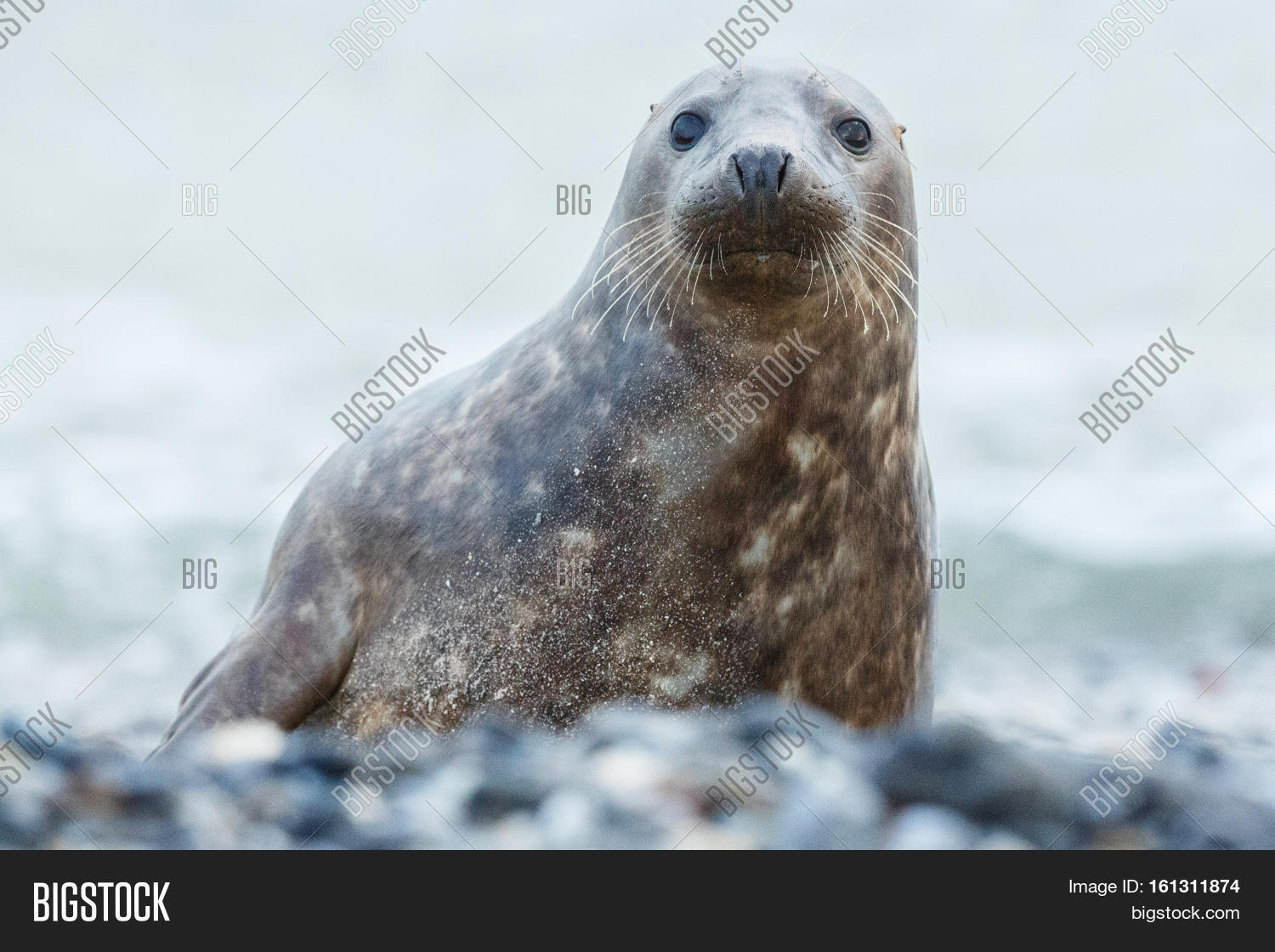 Very Cute Seal On Image & Photo (Free Trial) | Bigstock