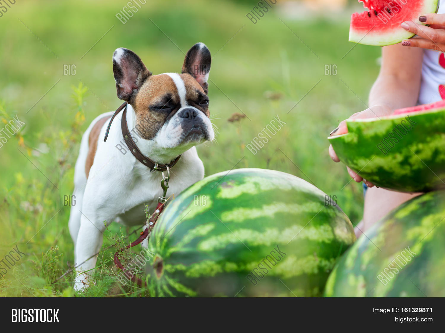 Funny English Bulldog Image & Photo (Free Trial) | Bigstock