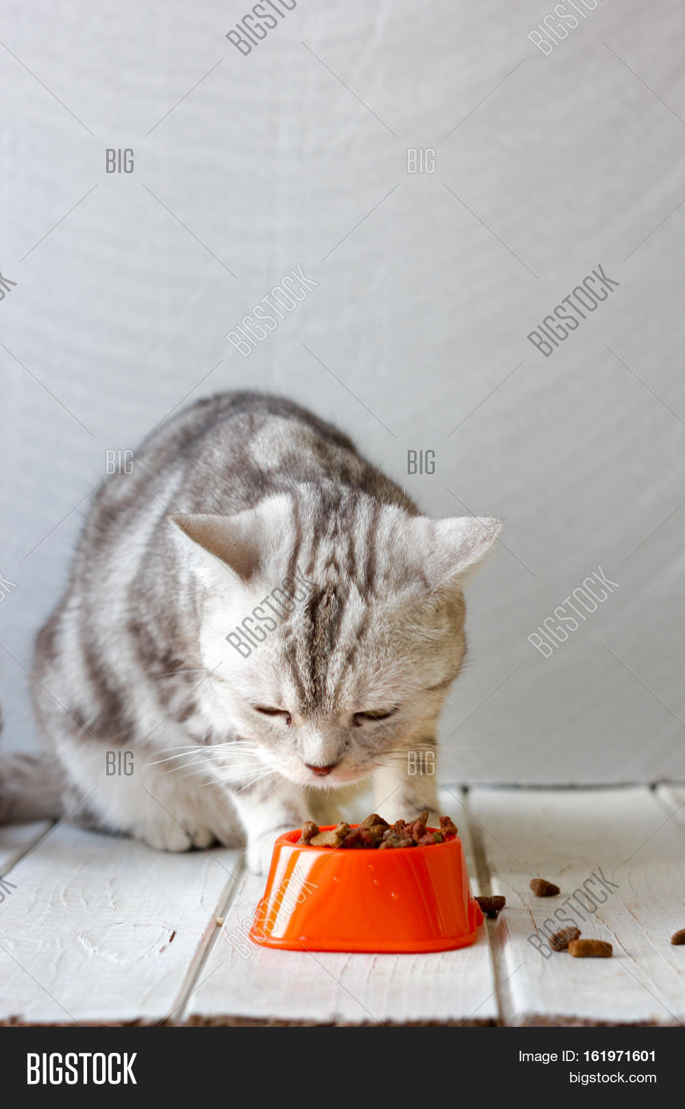 Grey Cat Eating Food Image & Photo (Free Trial) | Bigstock