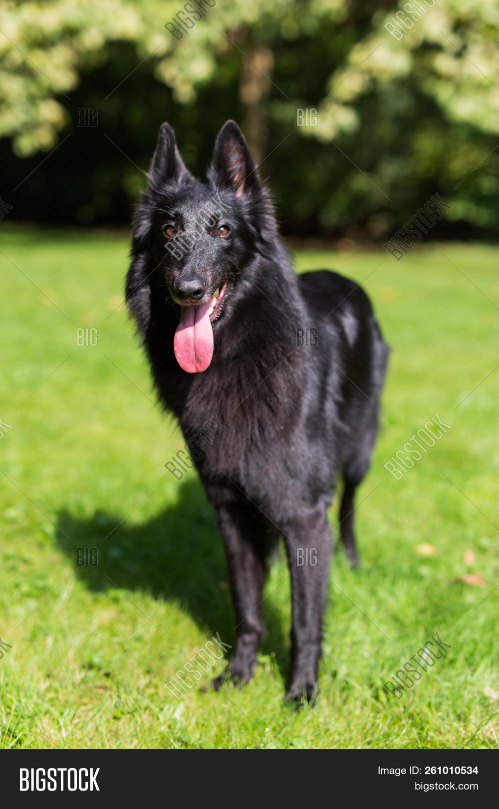 Beautiful Groenendael Image & Photo (Free Trial) | Bigstock