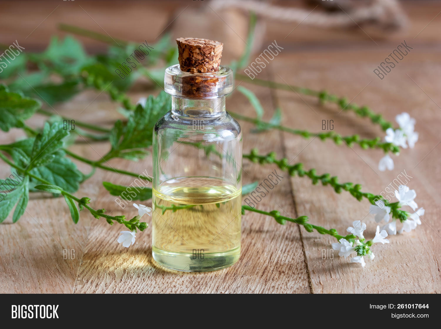 Bottle Common Vervain Image & Photo (Free Trial) | Bigstock