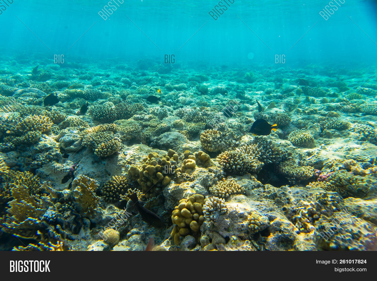 Beautiful Coral Reef Image & Photo (Free Trial) | Bigstock