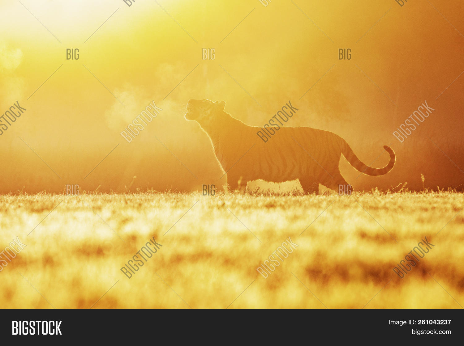Tiger Morning Sun On Image & Photo (Free Trial) | Bigstock