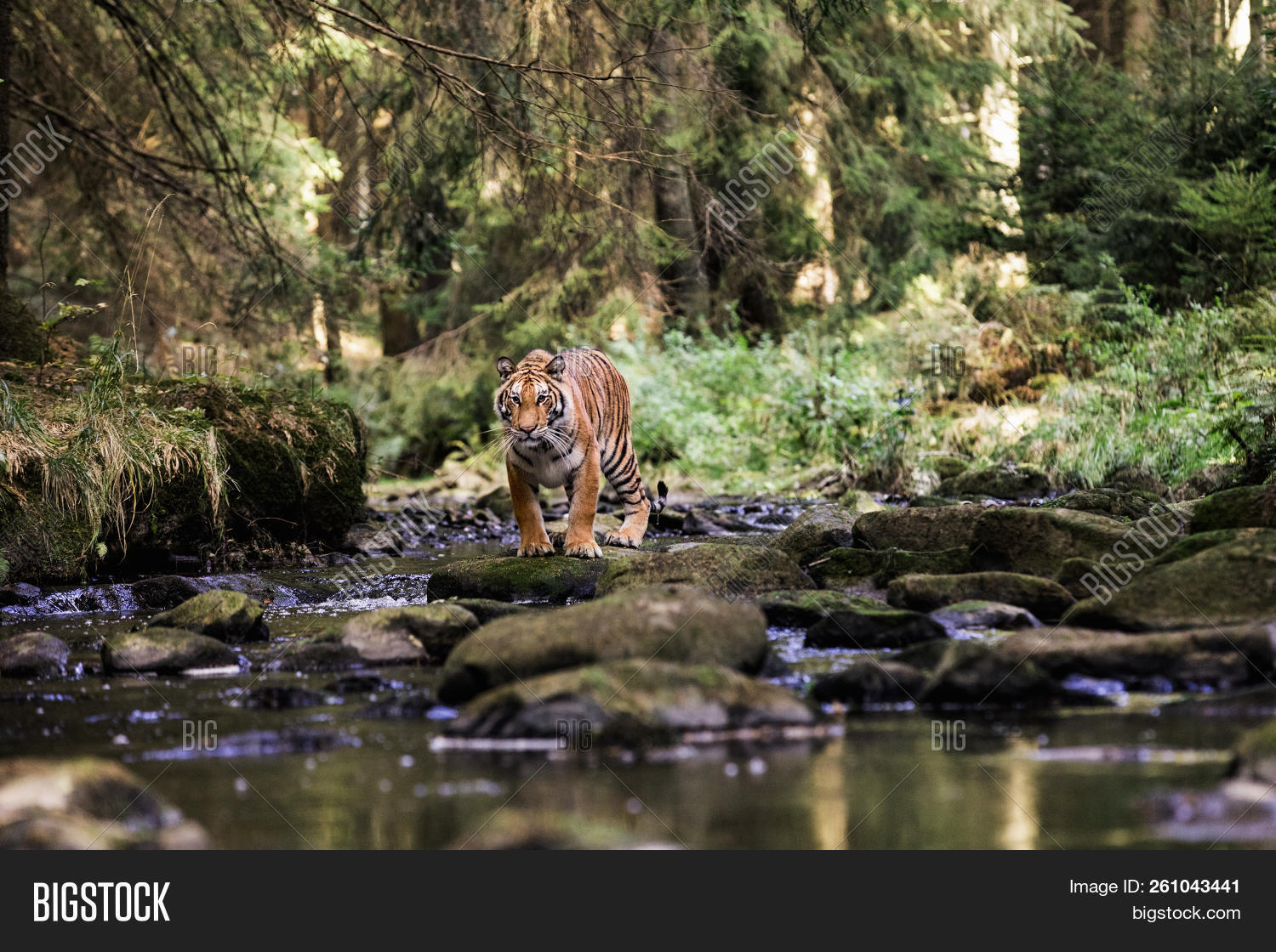 Tiger River Runs Image & Photo (Free Trial) | Bigstock