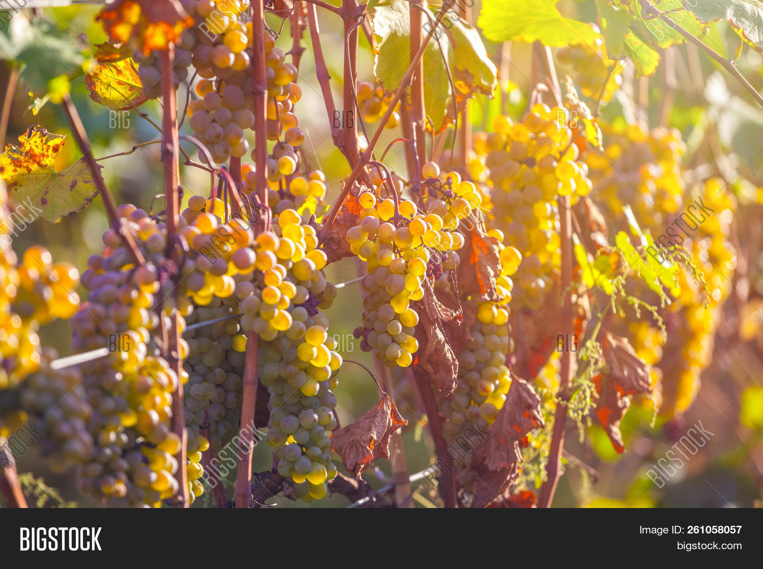 Golden Ripe Grapes Image & Photo (Free Trial) | Bigstock