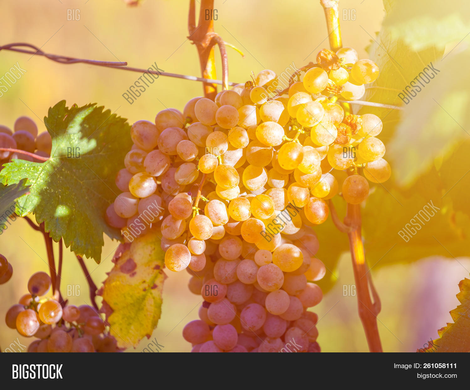 Golden Ripe Grapes Image & Photo (Free Trial) | Bigstock