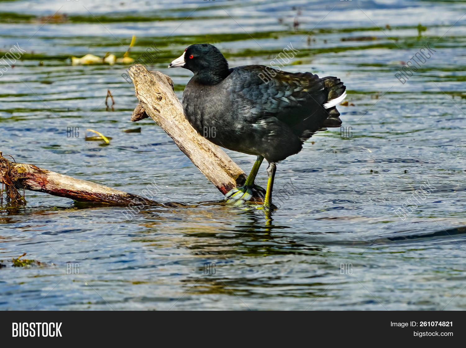 America Coot Duck Image & Photo (Free Trial) | Bigstock