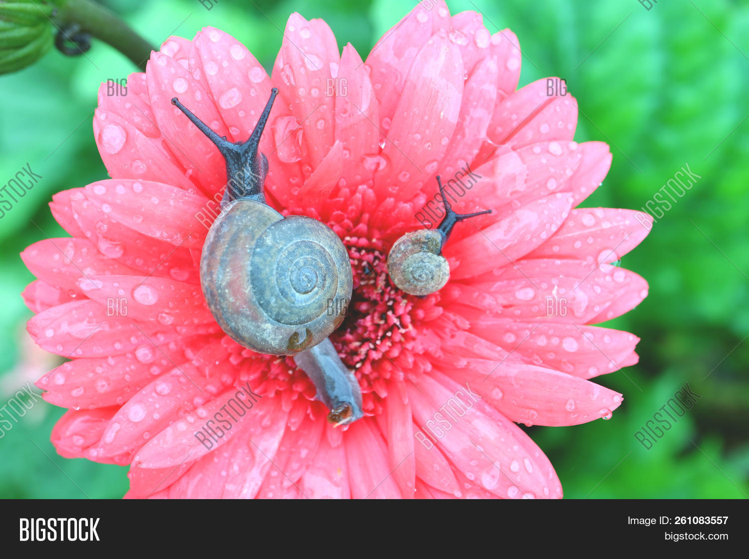 Top View Mother Snail Image & Photo (Free Trial) | Bigstock
