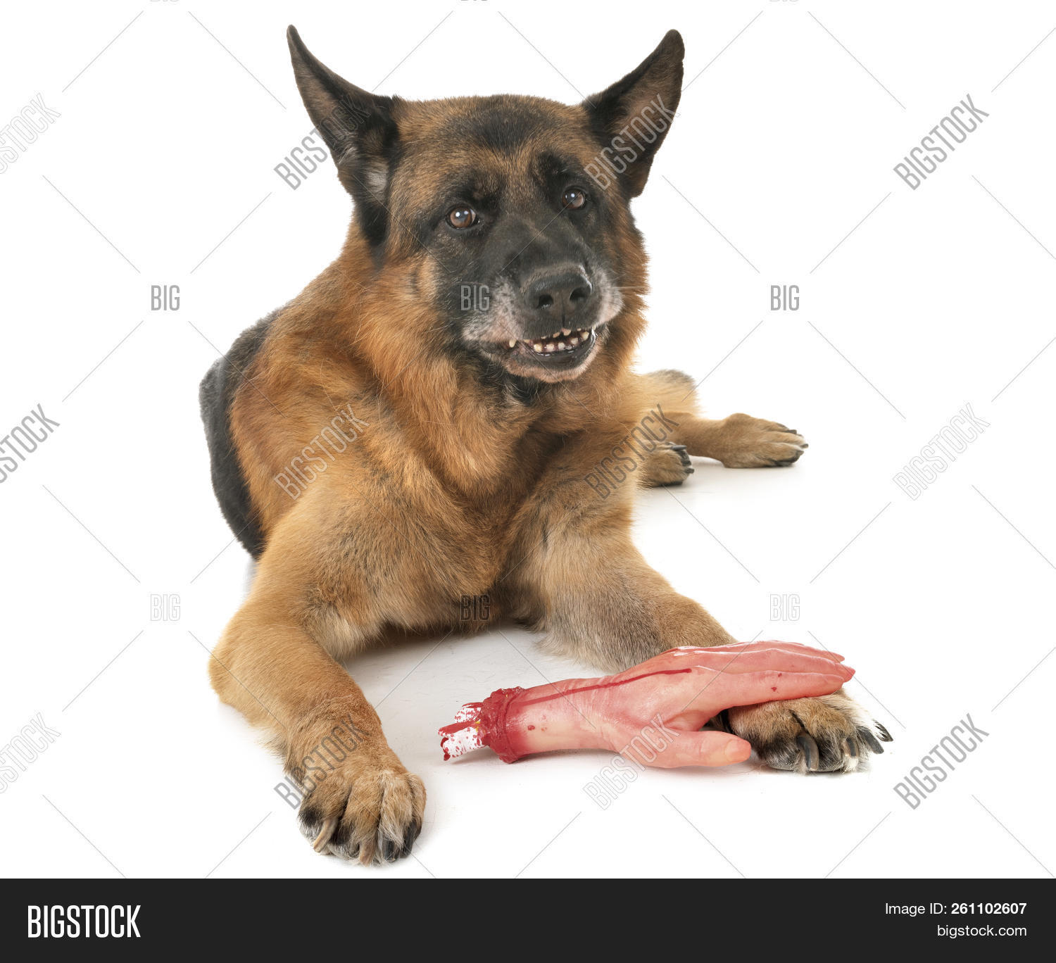 German Shepher Cut Image & Photo (Free Trial) | Bigstock