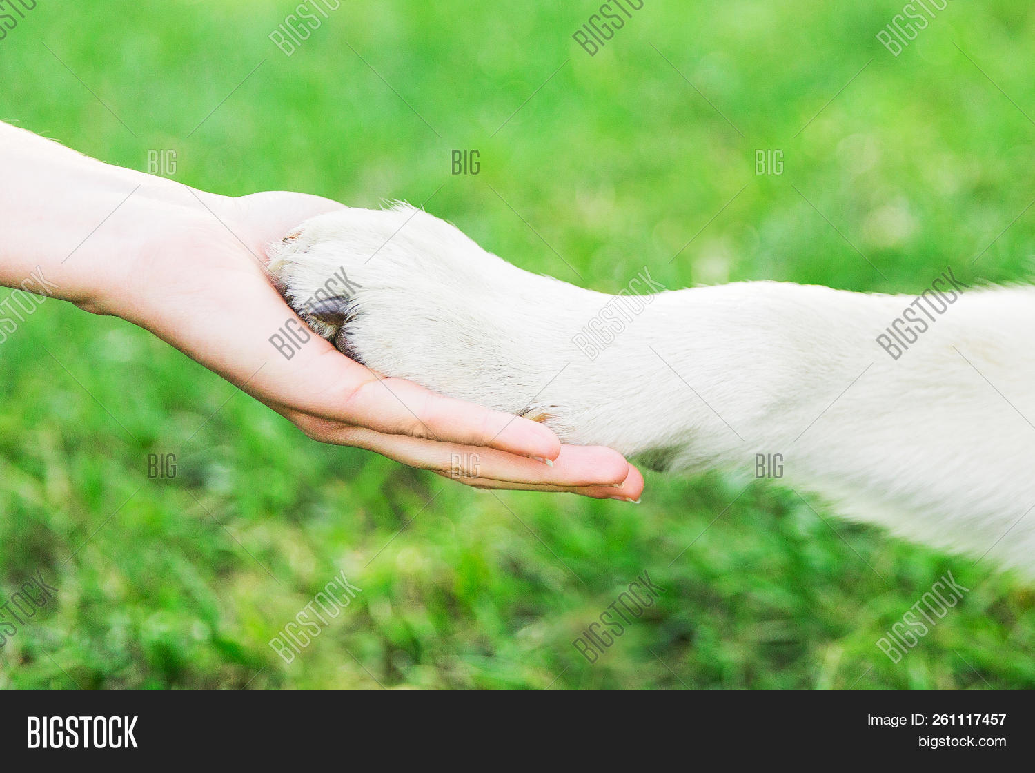 Handshake Dog. Dog's Image & Photo (Free Trial) | Bigstock