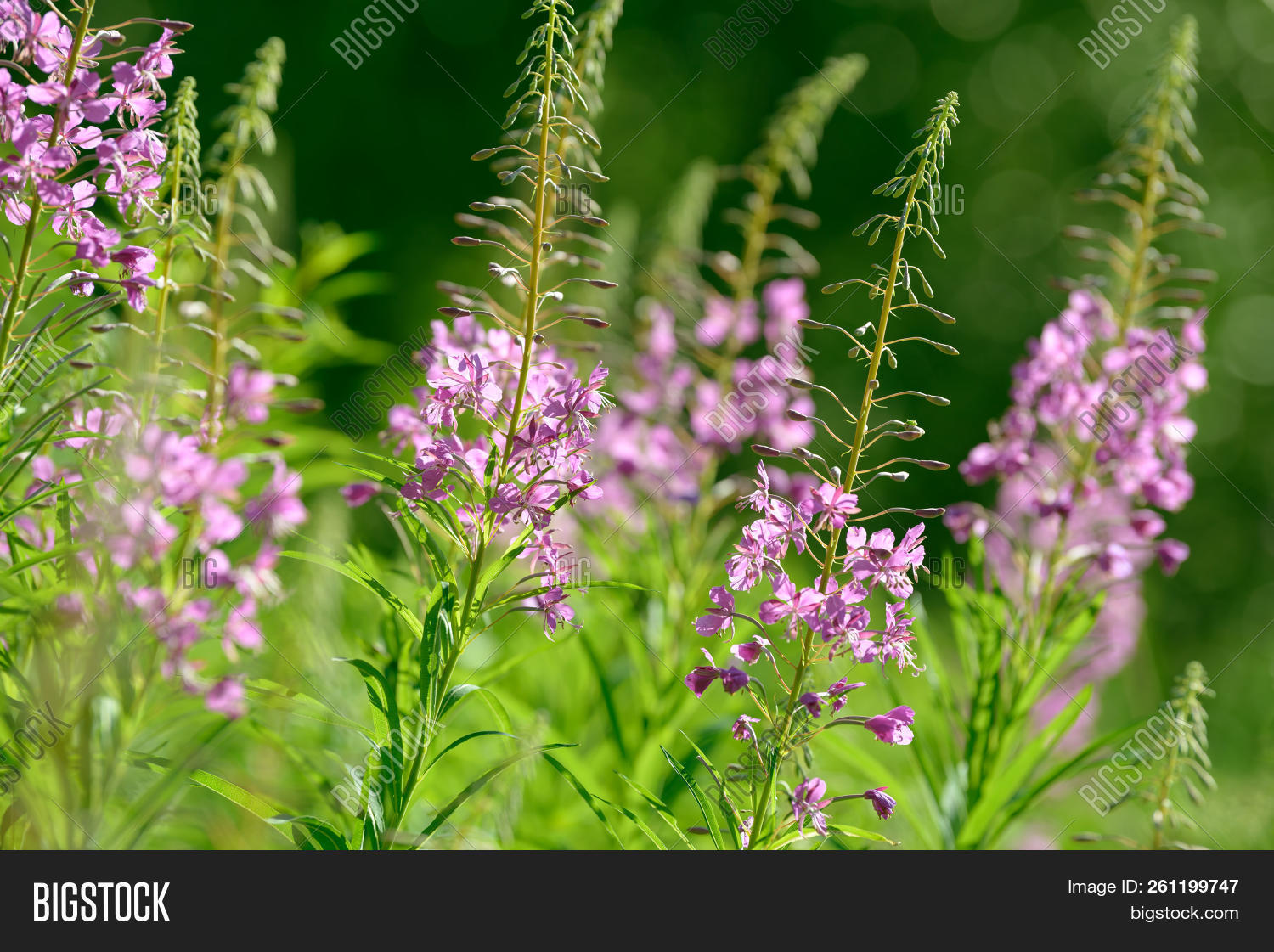 Pink Flowers Fireweed Image & Photo (Free Trial) | Bigstock
