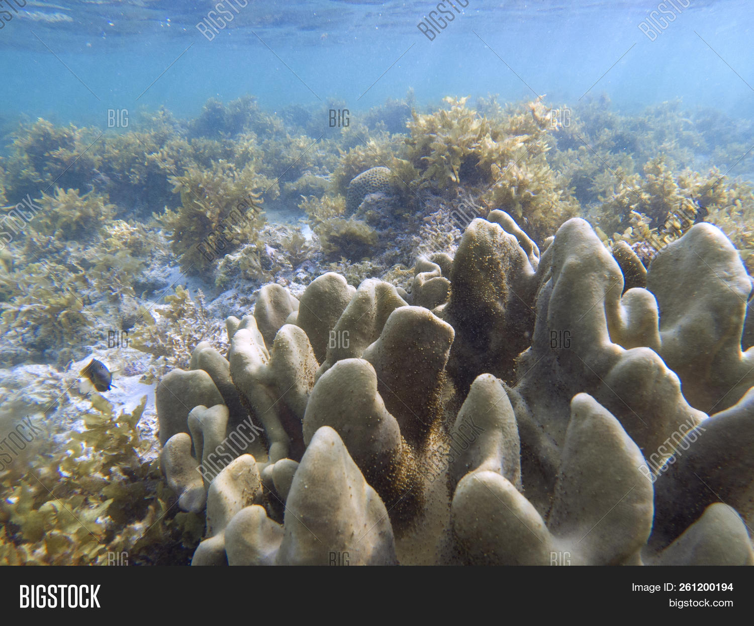 Coral Reef Formation Image & Photo (Free Trial) | Bigstock