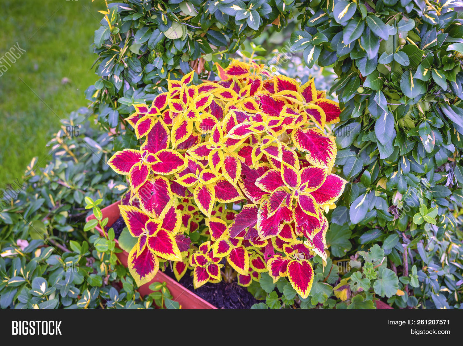 Coleus Blumei Plant Image & Photo (Free Trial) | Bigstock