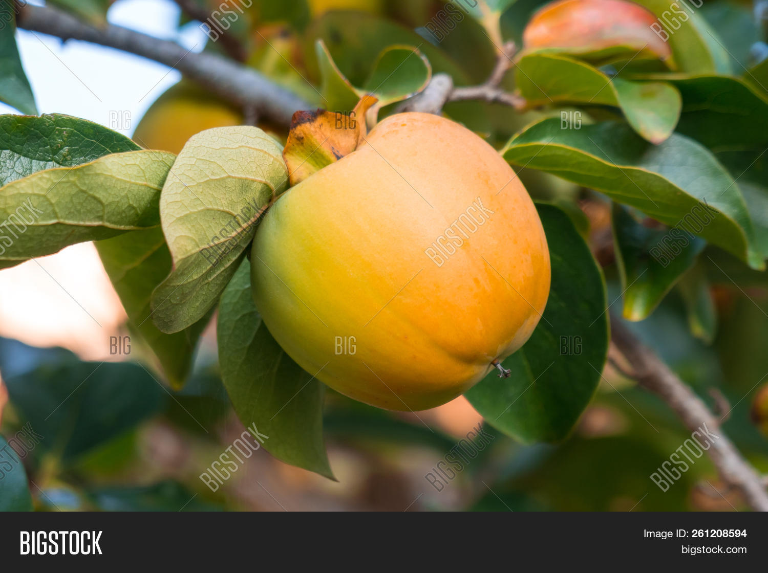 Unripe Persimmon On Image & Photo (Free Trial) | Bigstock