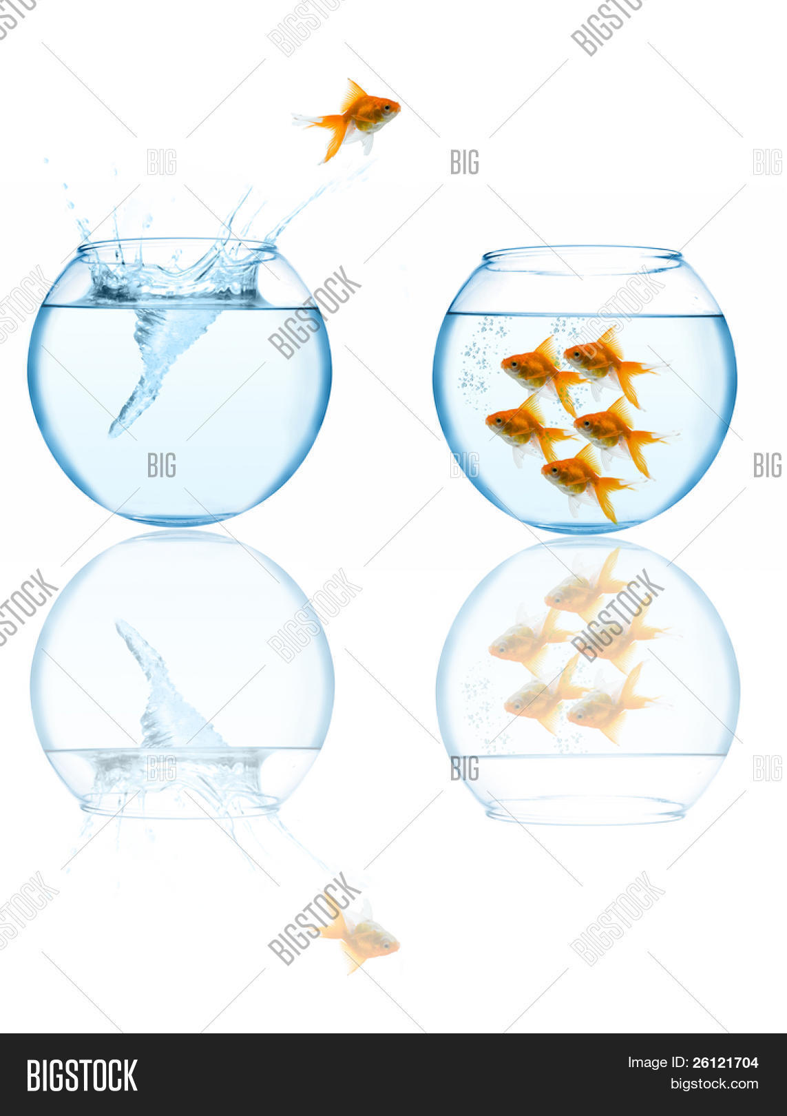 Goldfish Leaping Image & Photo (Free Trial) | Bigstock