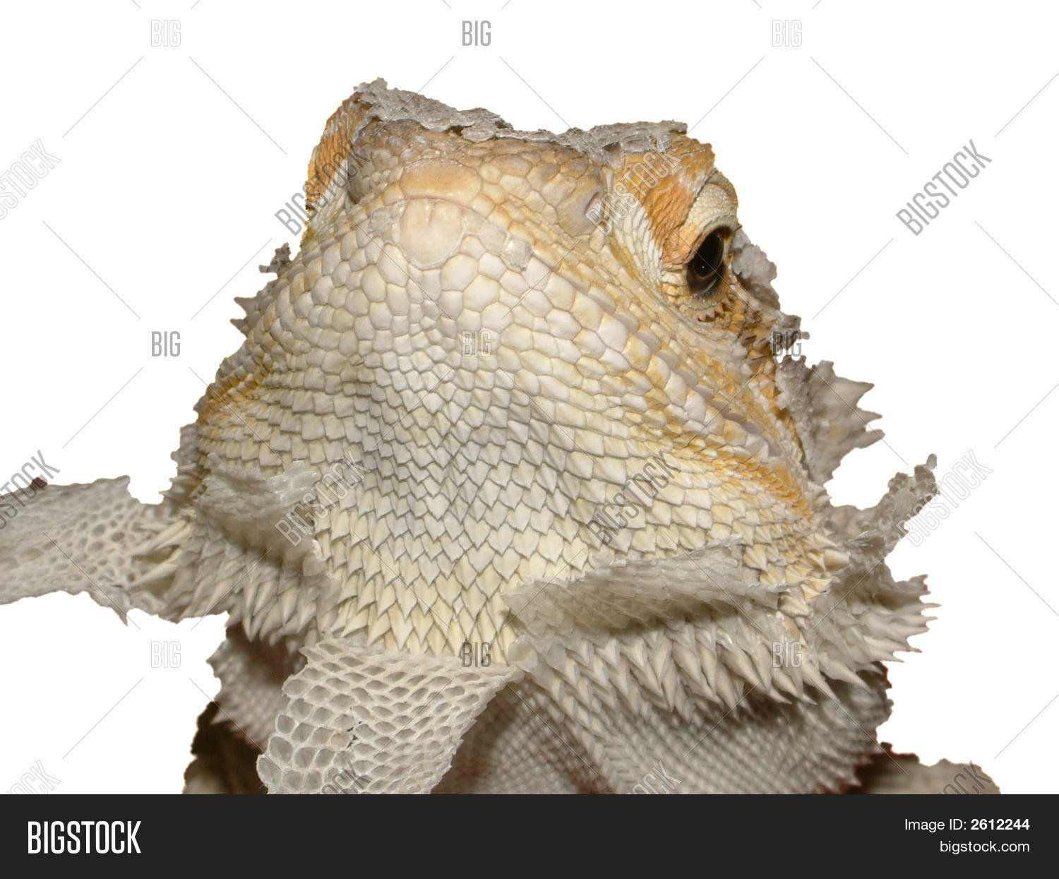 Shedding Bearded Image & Photo (Free Trial) | Bigstock
