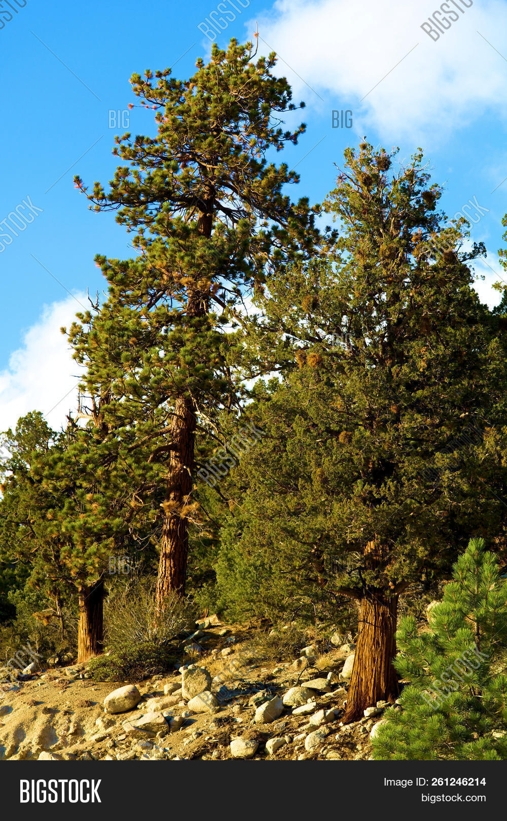 Ponderosa Alpine Pine Image & Photo (Free Trial) | Bigstock