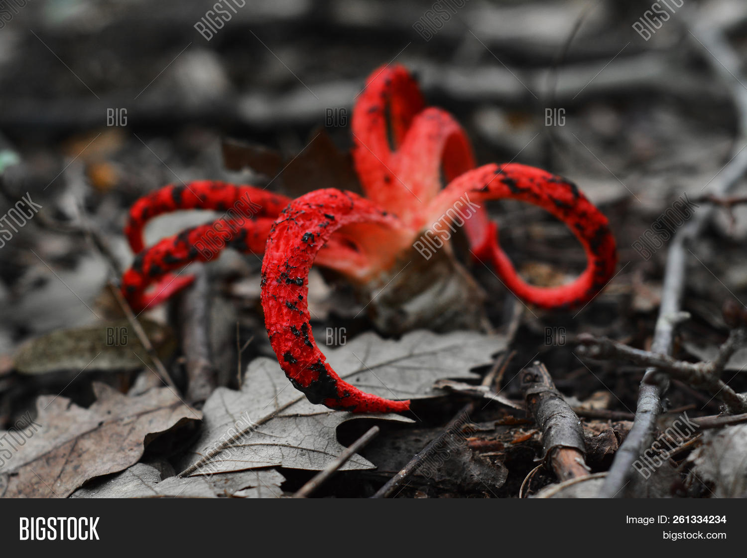 Clathrus Archeri, Image & Photo (Free Trial) | Bigstock
