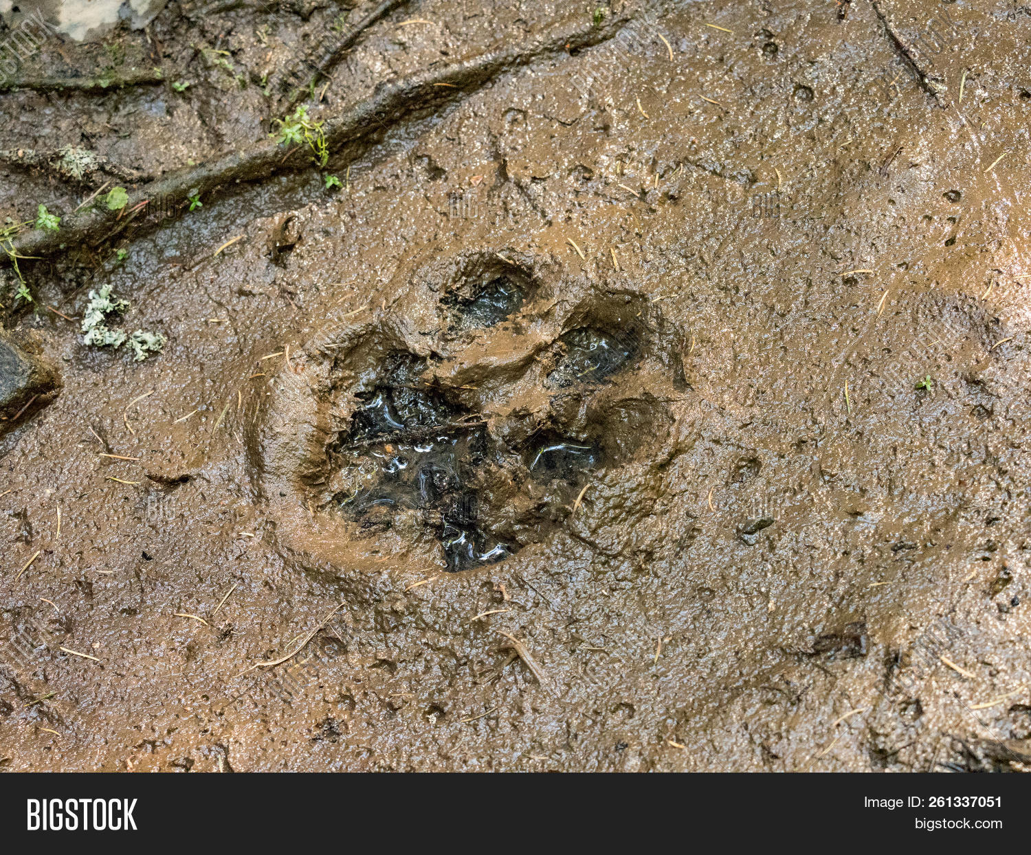 Trail Great Tiger Mud Image And Photo Free Trial Bigstock