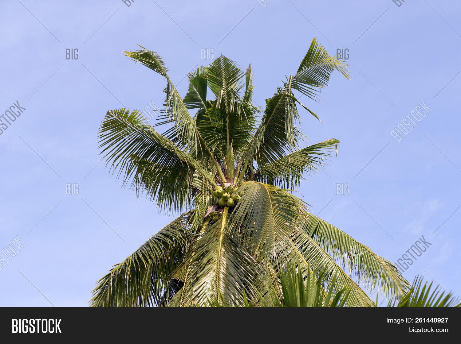 Palm Trees Philippine Image & Photo (Free Trial) | Bigstock
