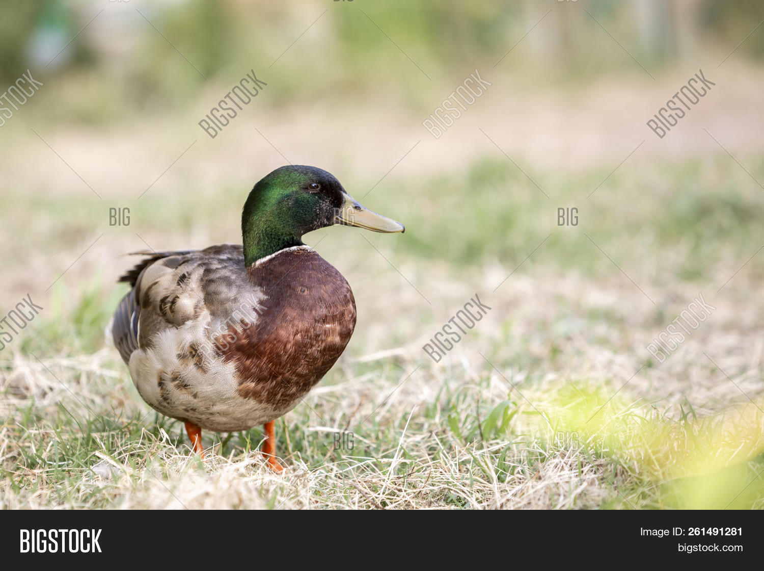 Male Mallard Duck On Image & Photo (Free Trial) | Bigstock