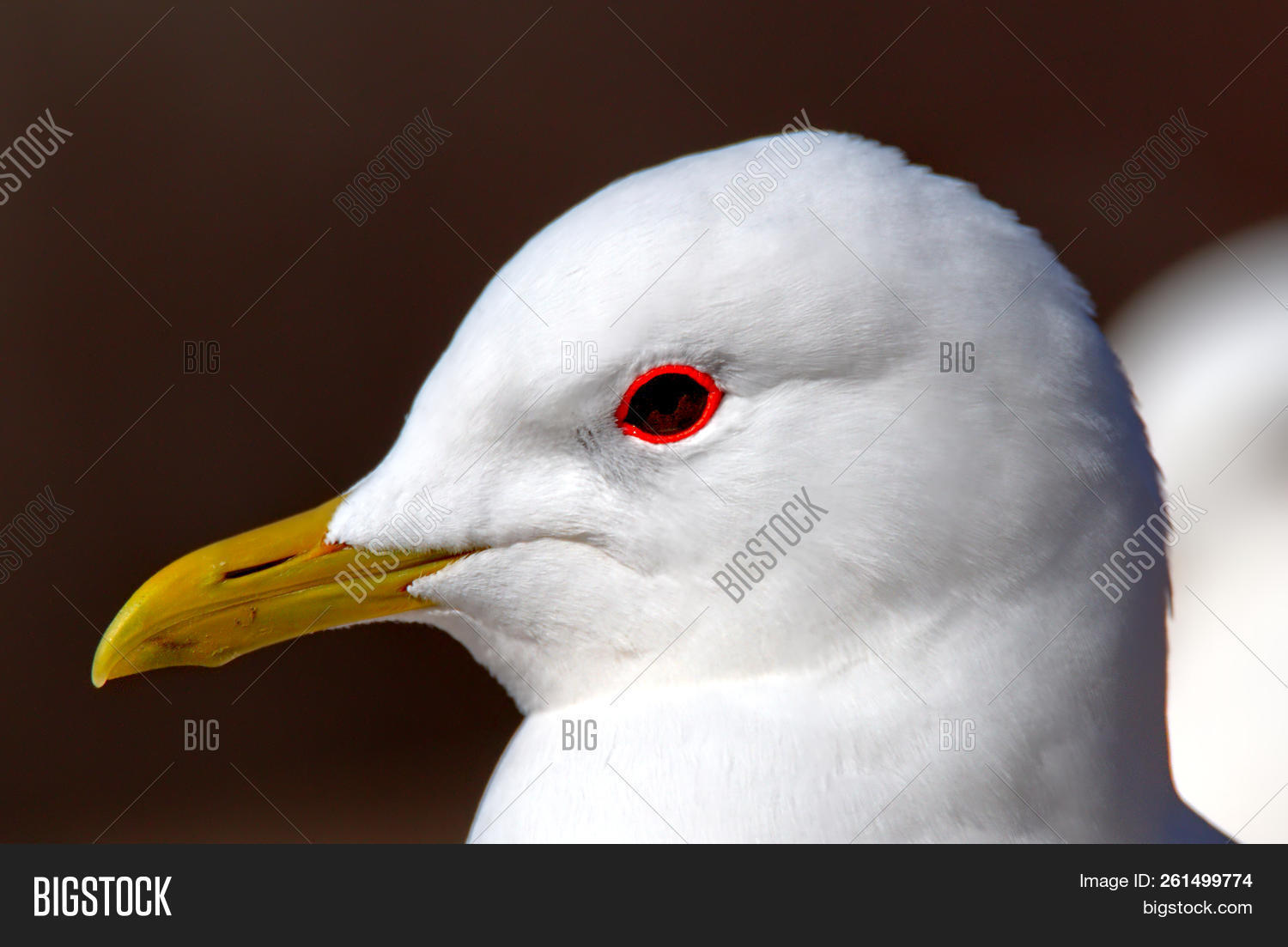 White Gull Closeup Image & Photo (Free Trial) | Bigstock