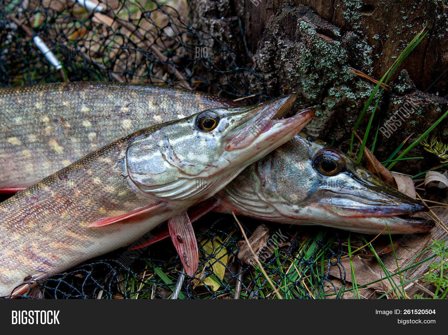 Close View Freshwater Image & Photo (Free Trial) | Bigstock