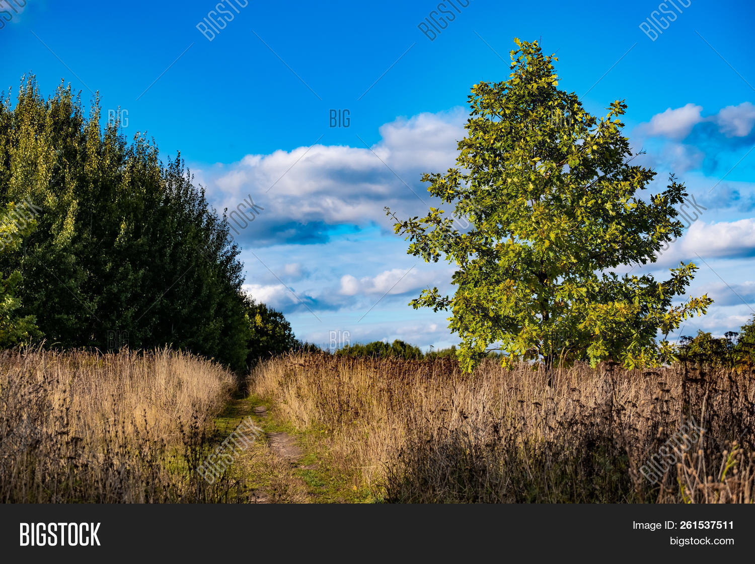 Path Through Field Image & Photo (Free Trial) | Bigstock
