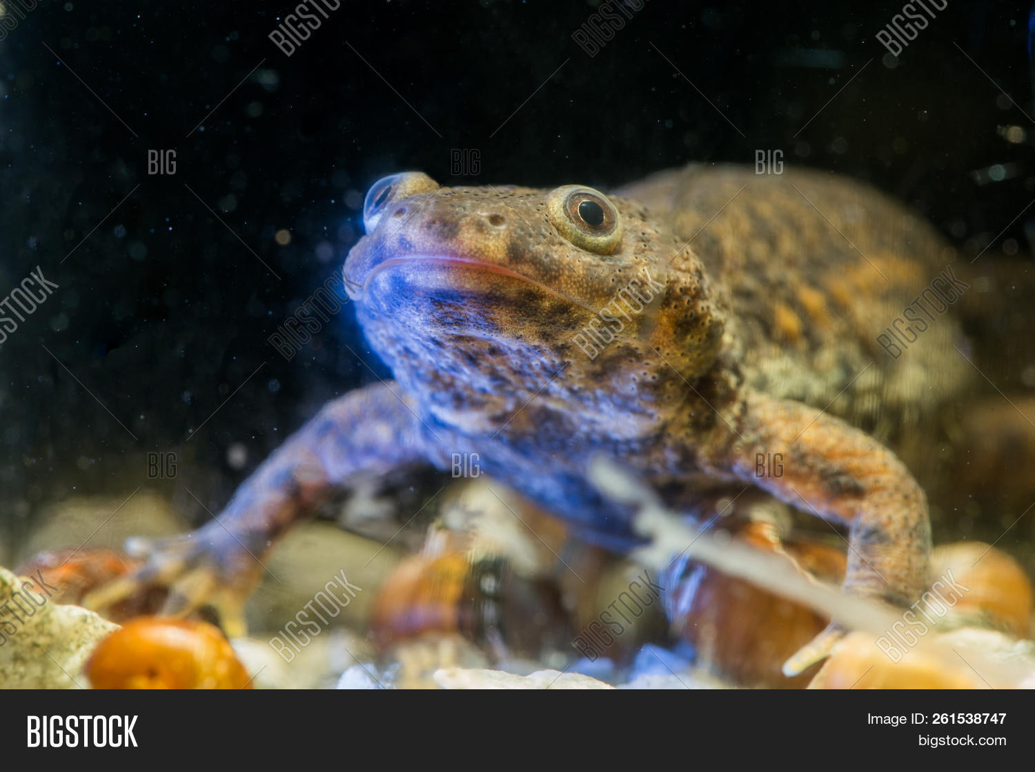 Spanish Ribbed Newt Image & Photo (Free Trial) | Bigstock