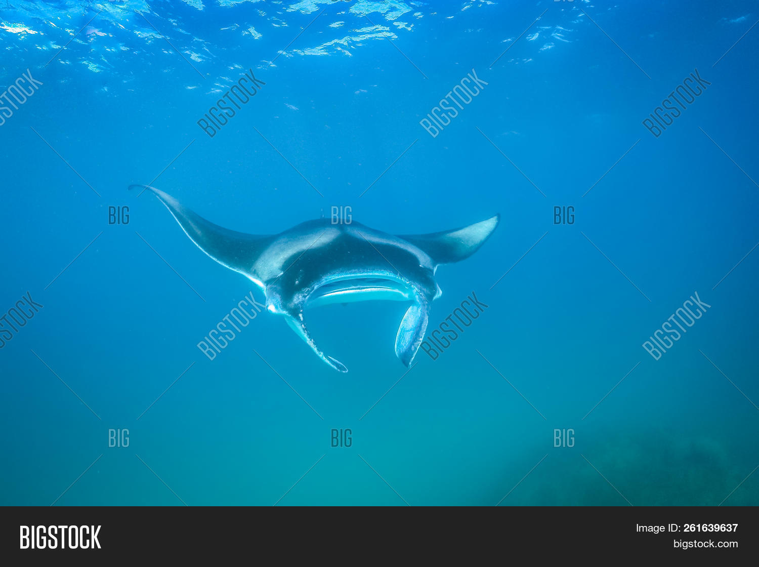 Underwater View Image & Photo (Free Trial) | Bigstock