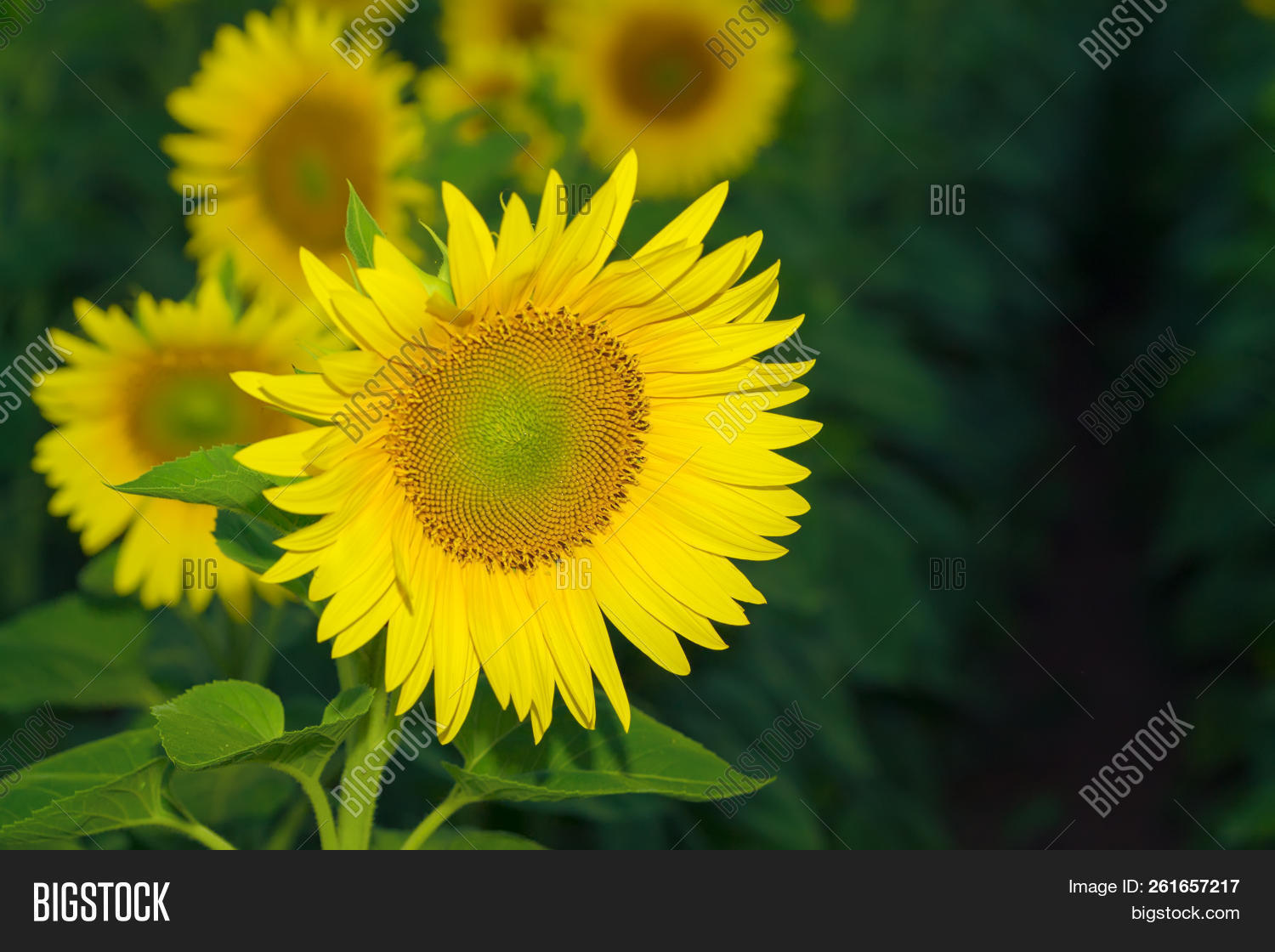 Sunflower Sunset / Image & Photo (Free Trial) | Bigstock