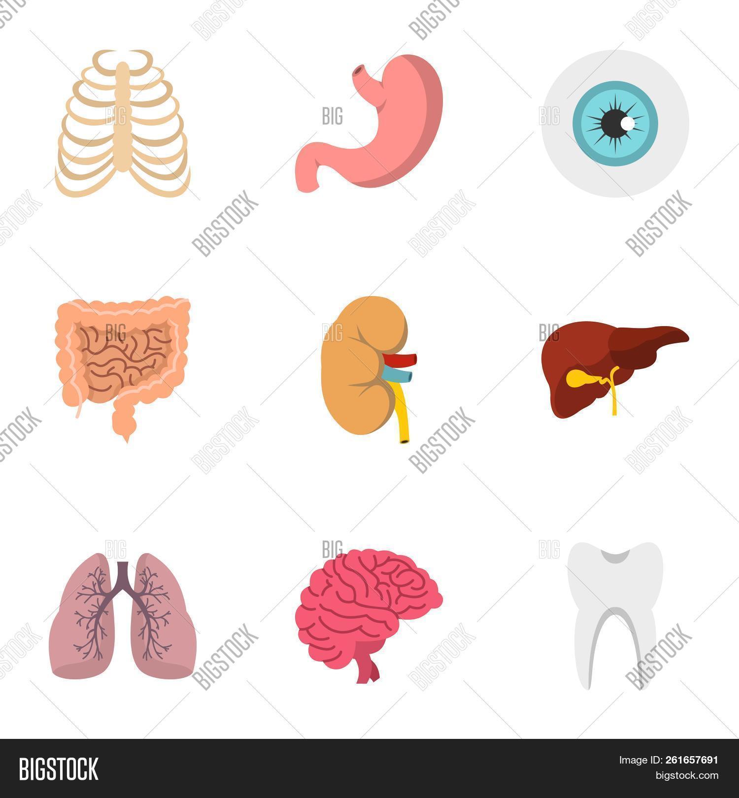 Viscera Icons Set. Image & Photo (Free Trial) | Bigstock