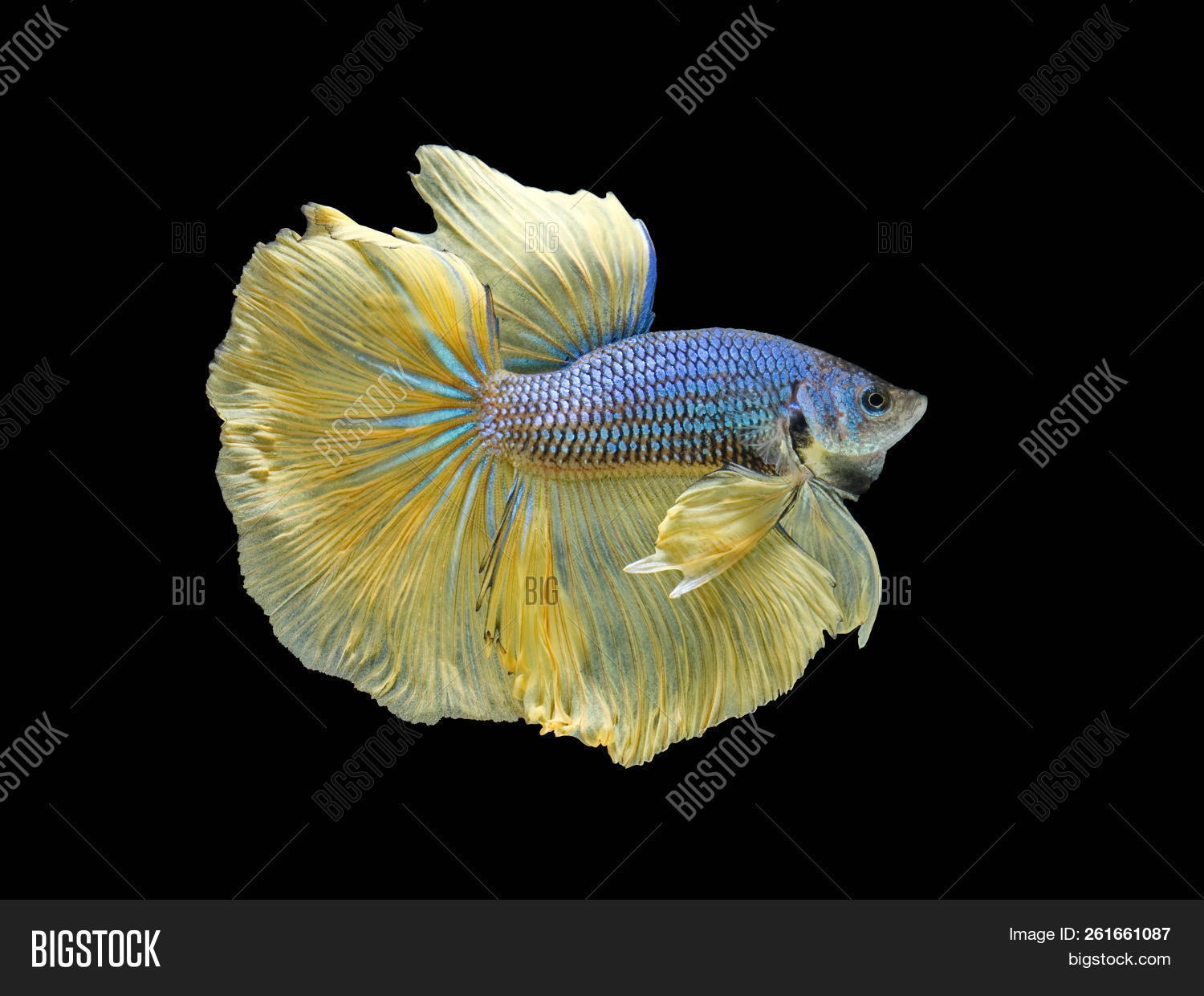 Siamese Fighting Fish Image & Photo (Free Trial) | Bigstock