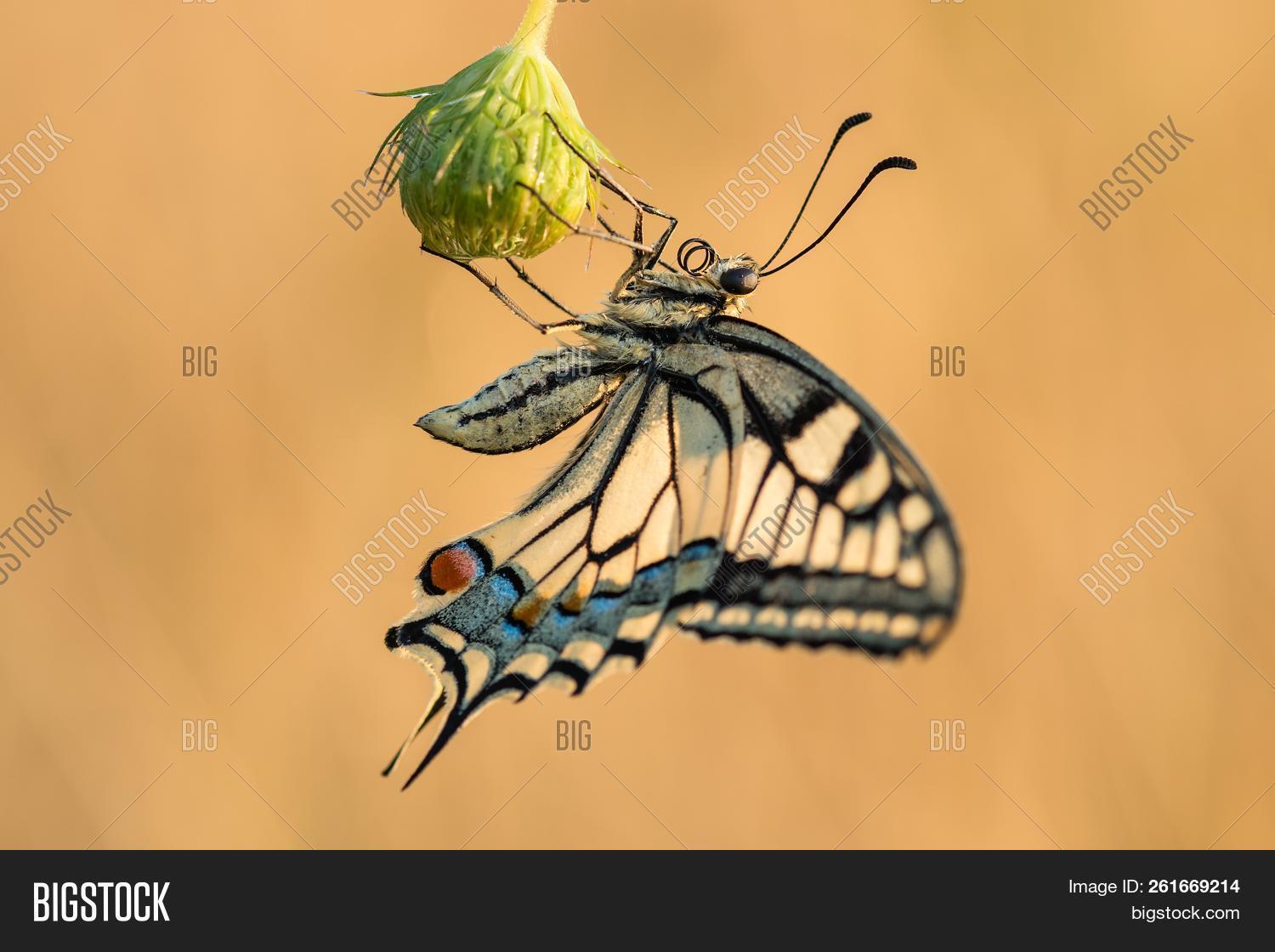 Beautiful Nature Scene Image & Photo (Free Trial) | Bigstock